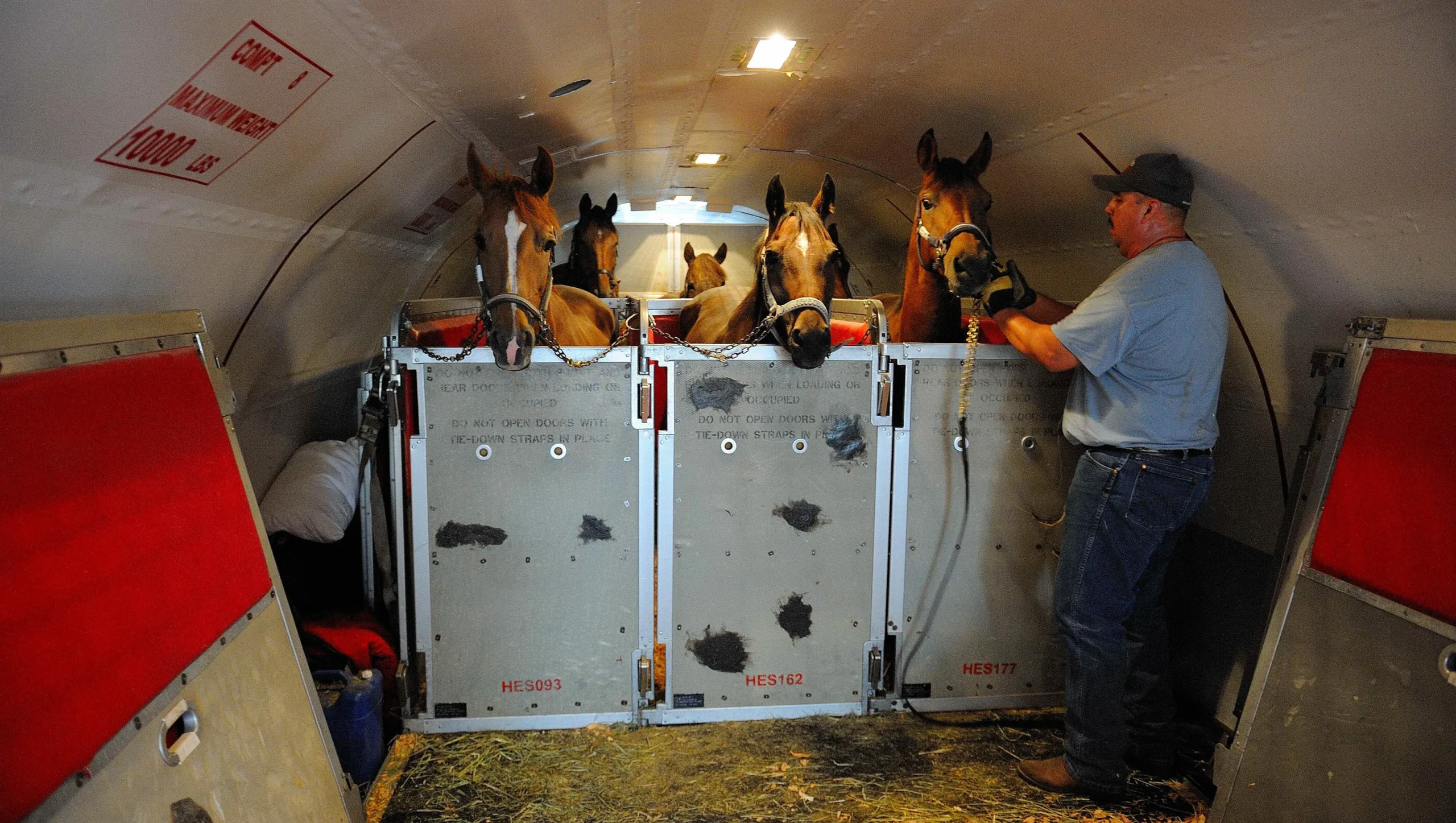 Equine & Animal Transport - AfricAir Aviation Services